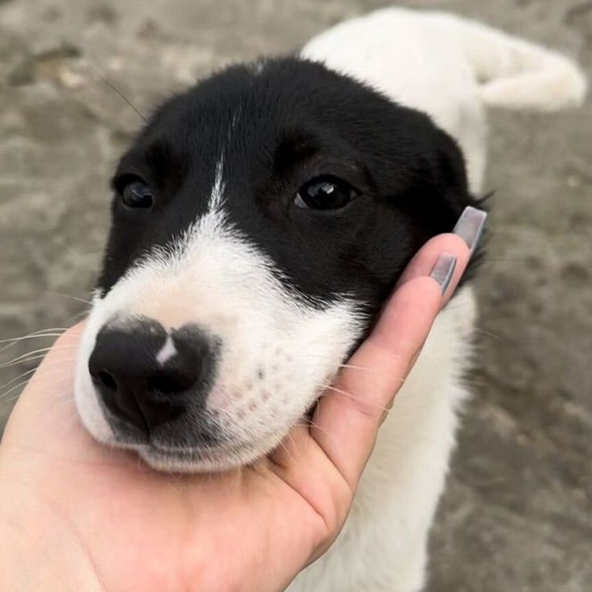 В дар два щенка девочки