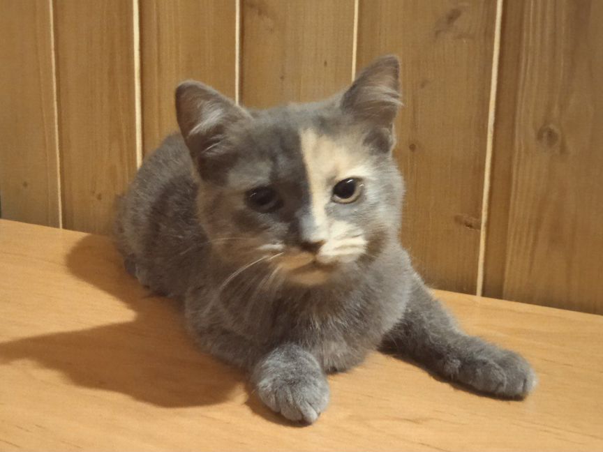 Котёнок девочка 4мес ищет новый дом