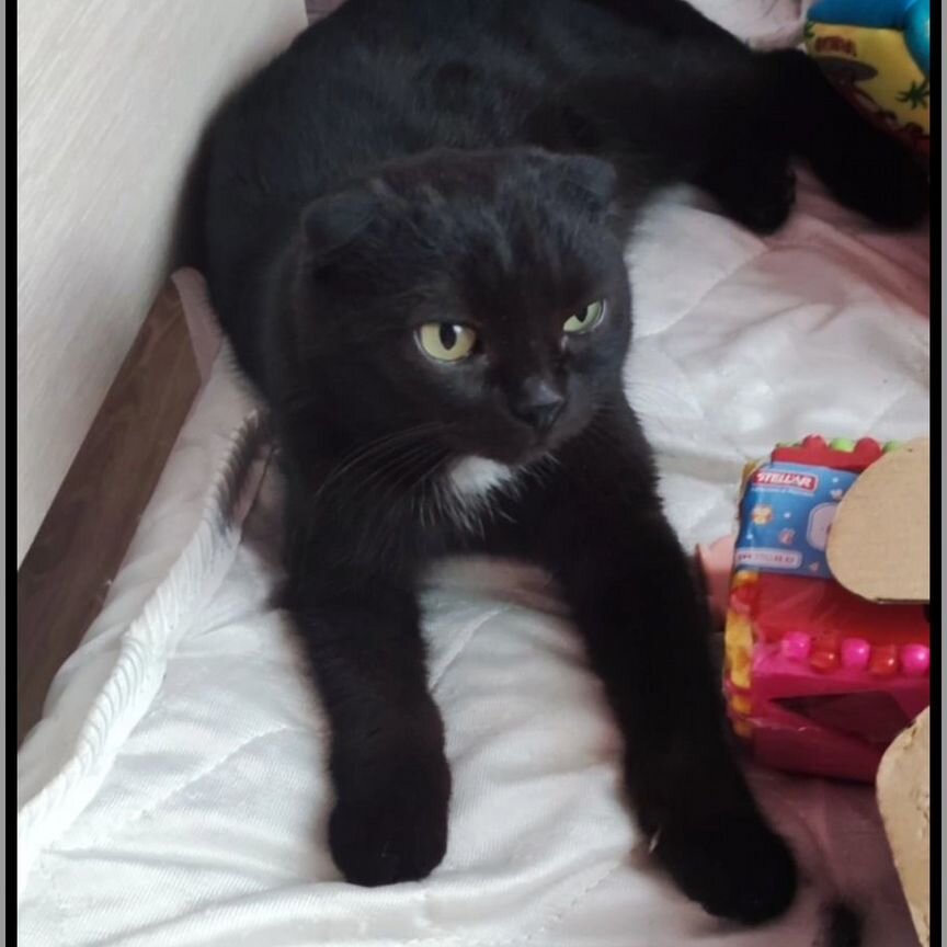 Шотландский вислоухий короткошёрстный котёнок