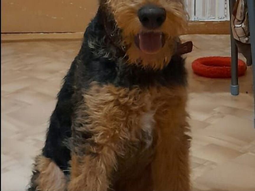 Эрдельтерьер в добрые руки