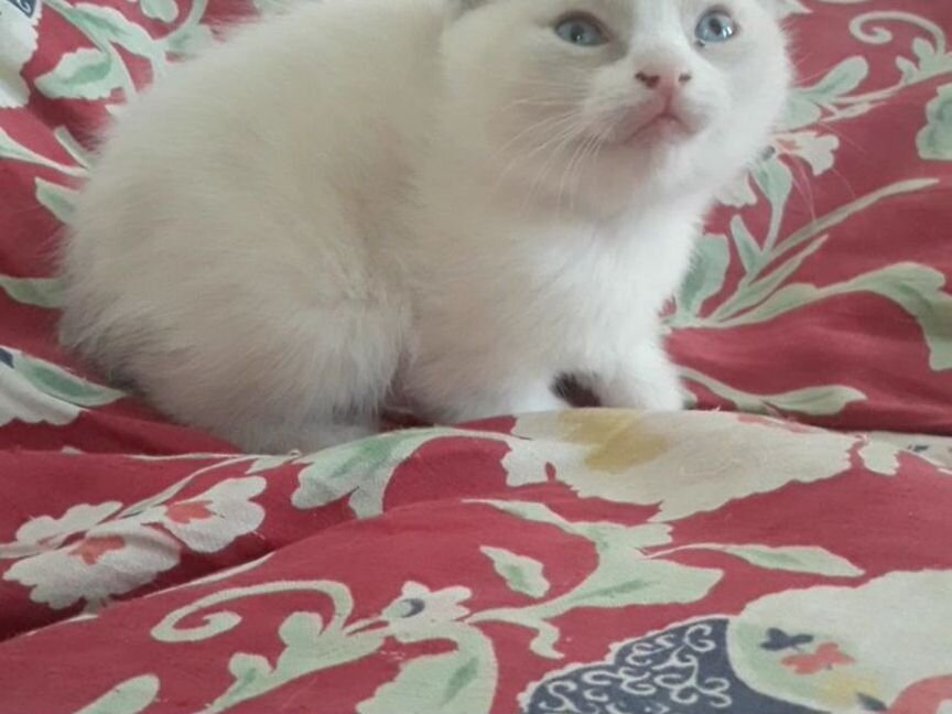 Котёнок от тайской кошки