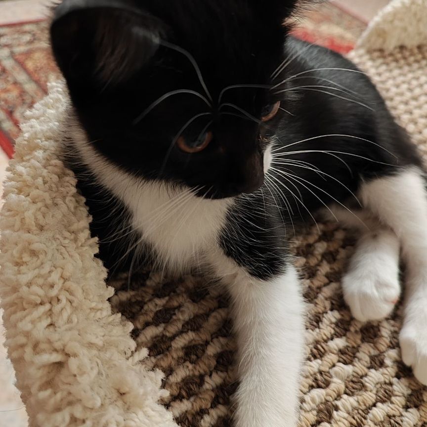 Отдам бесплатно котенка 2,5 месяца