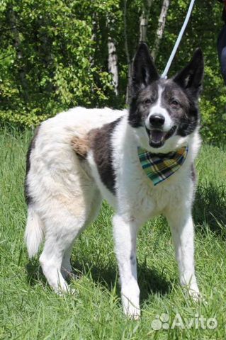 Тимон погибает без человека, спасите умоляем