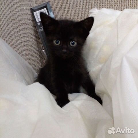 Британские пушистики в дар