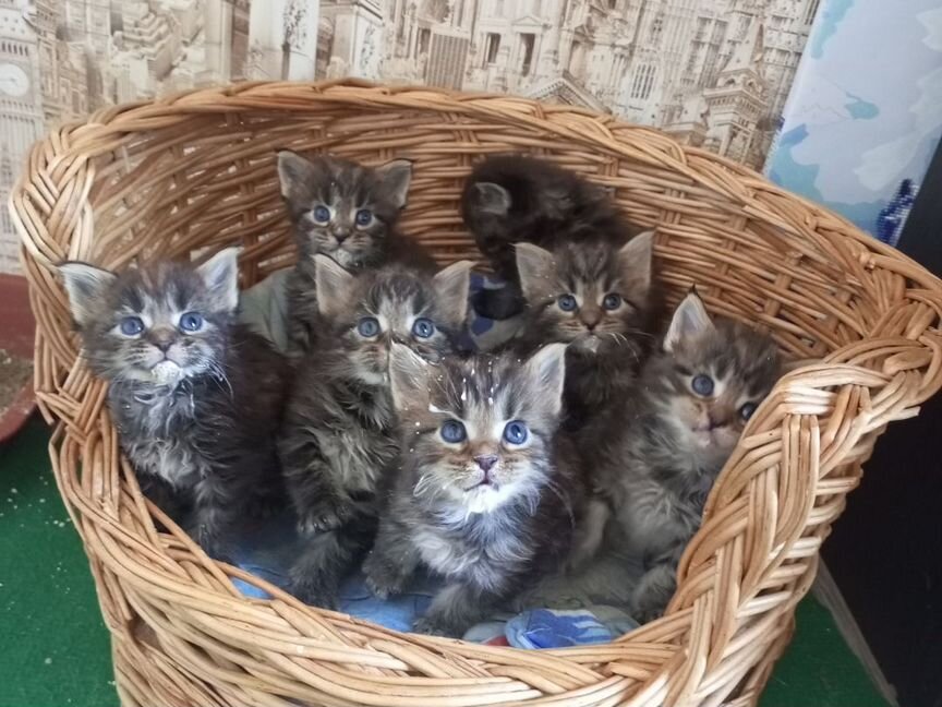 Продаются котята мейн-кун