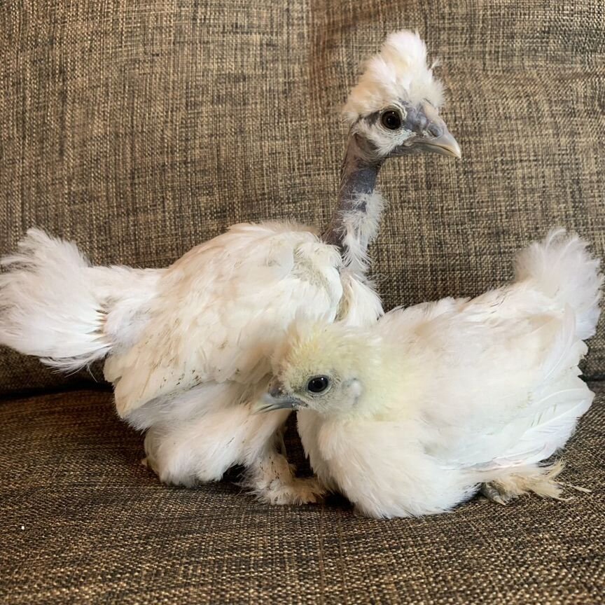 Китайская шелковая сиззли фриззли