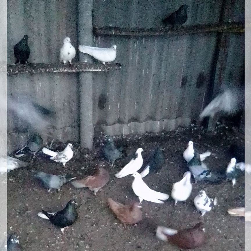 Продажа голубей