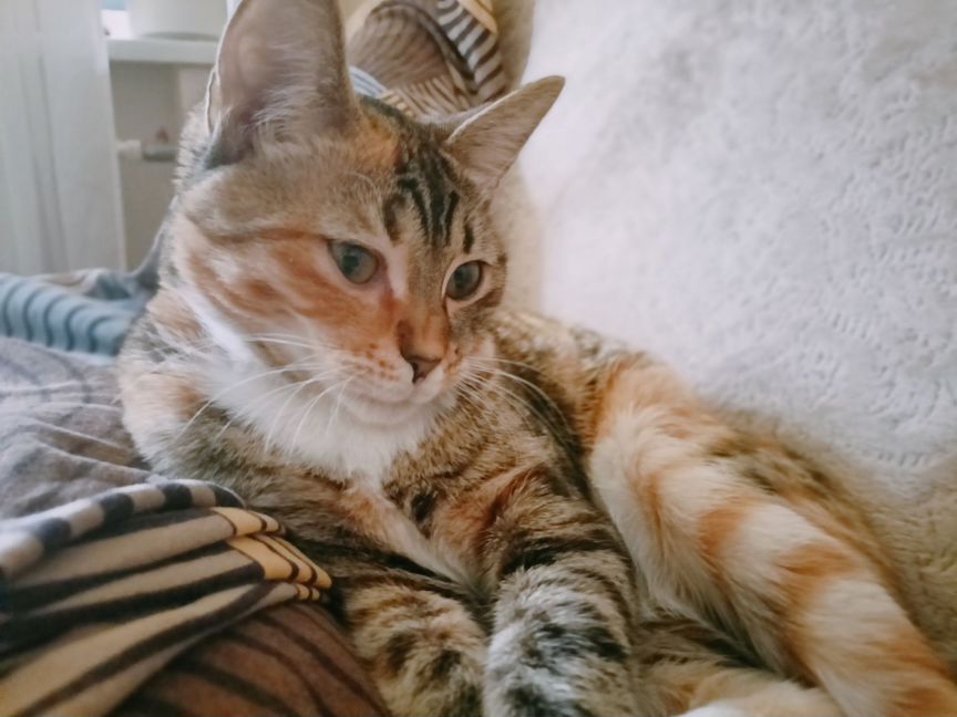 Кошка в добрые руки