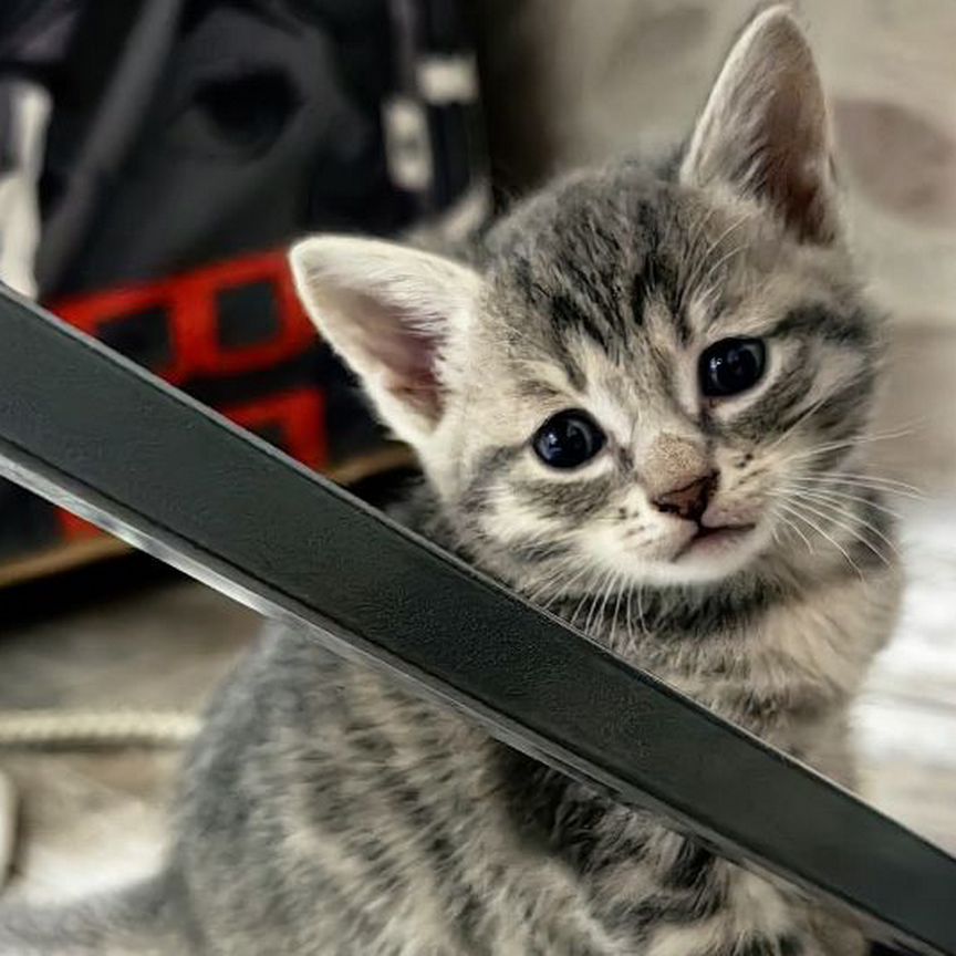 Котята в добрые руки бесплатно