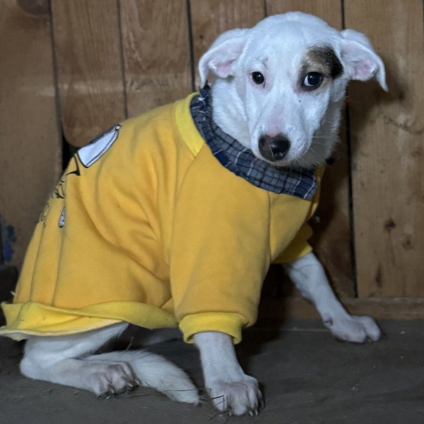 Аргентинский дог, щенок