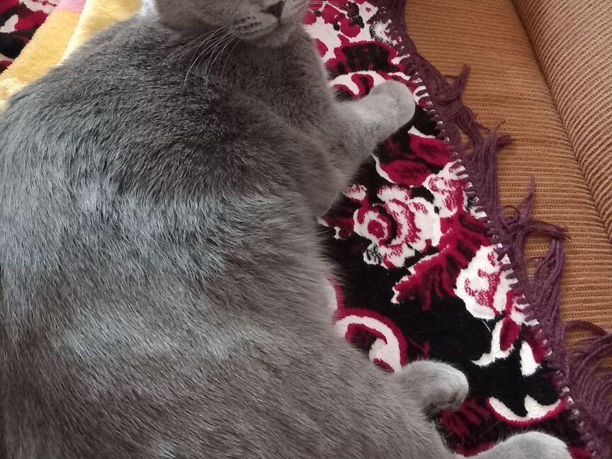 Шотландская вислоухая кошка бесплатно