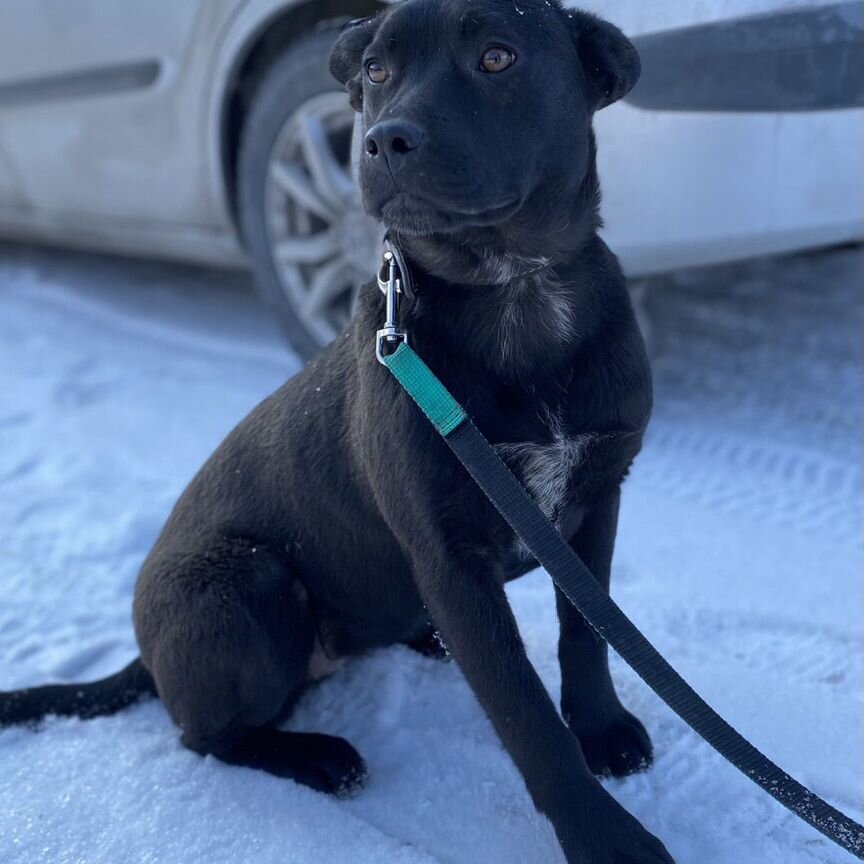 Собака в добрые руки отдам бесплатно