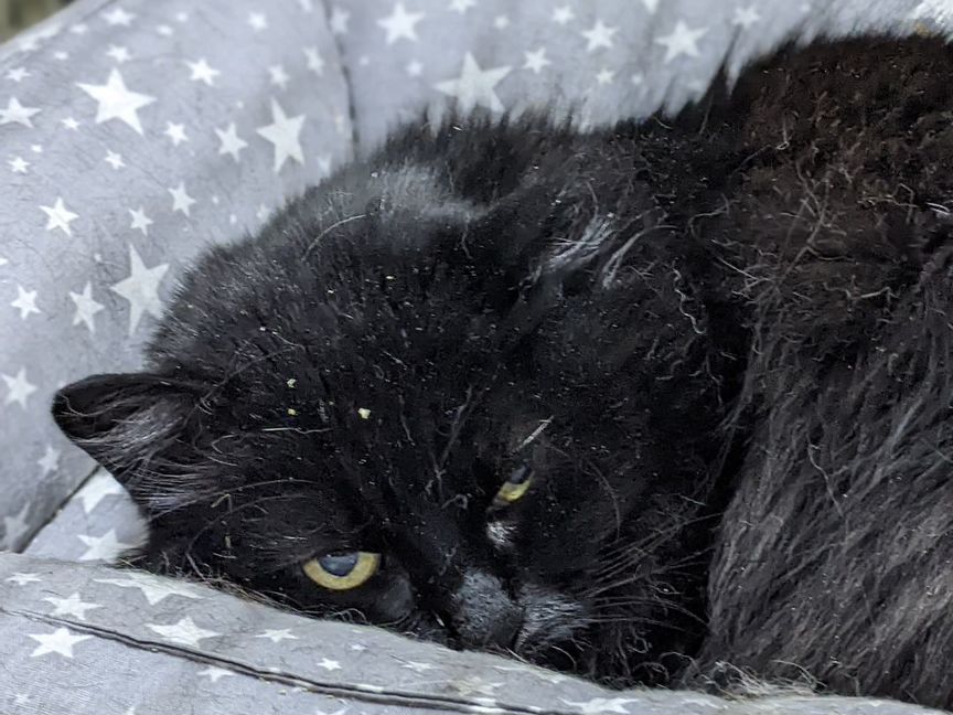 Кошка ищет дом