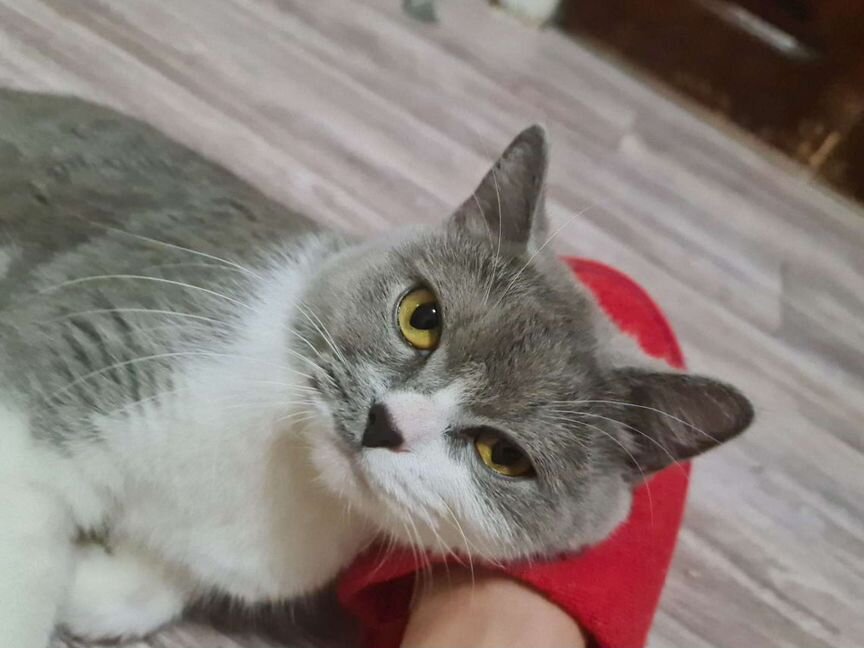 Стерилизованная Молли в руки Надёжных хозяев