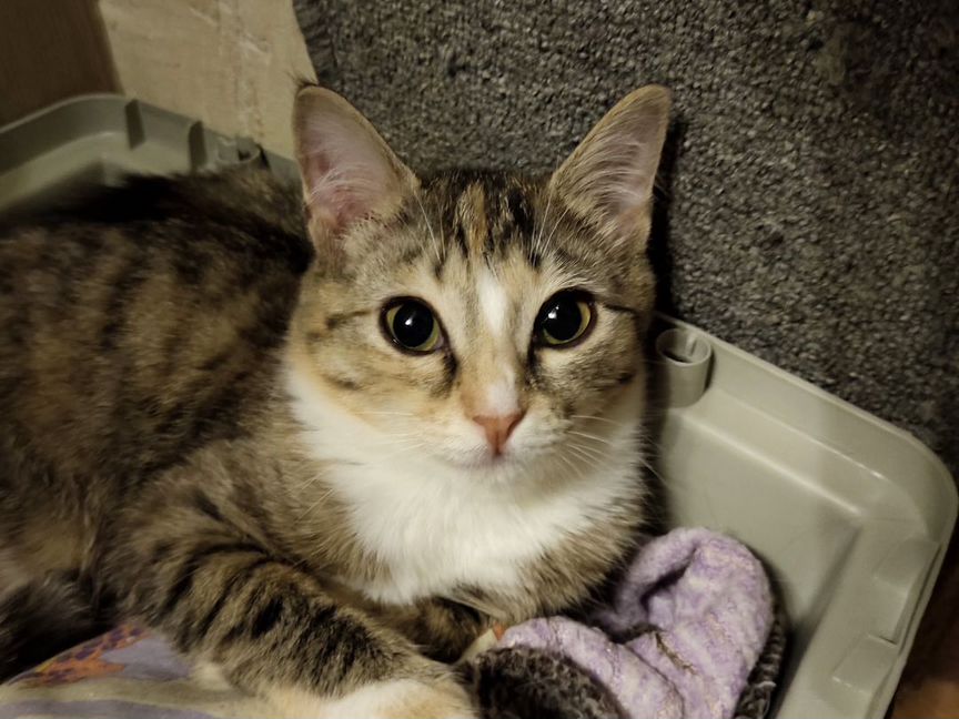 Котенок в добрые ручки