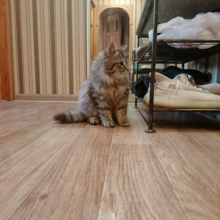 Котята в добрые руки бесплатно мальчик
