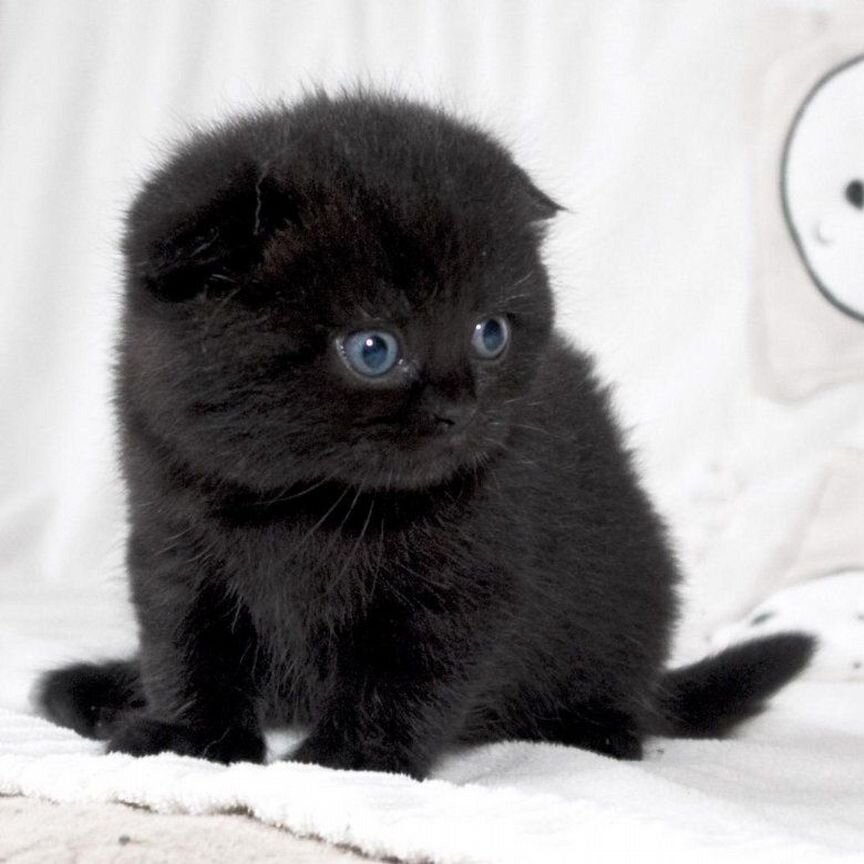 Шотландская вислоухая кошечка