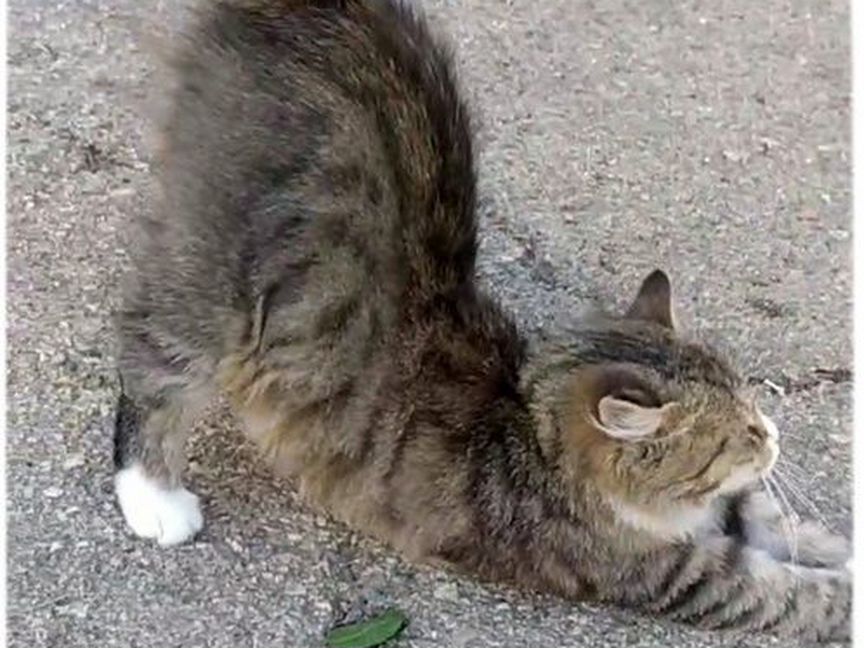 Малышка Стеша-3-4 мес.-нужен дом