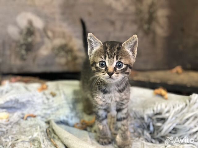 Шикарные котята в любящие руки