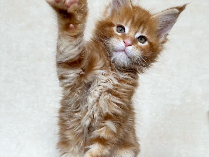 Мейн-кун котята