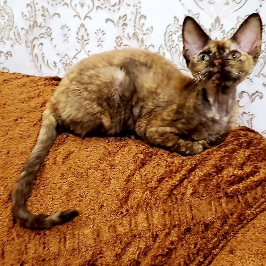 Котята девон-рекс,кошечка