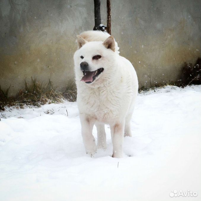 Отдам Сиба ину (шиба)