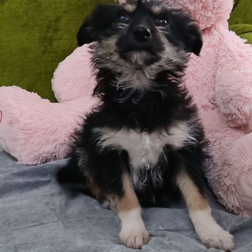 Щенок в добрые руки