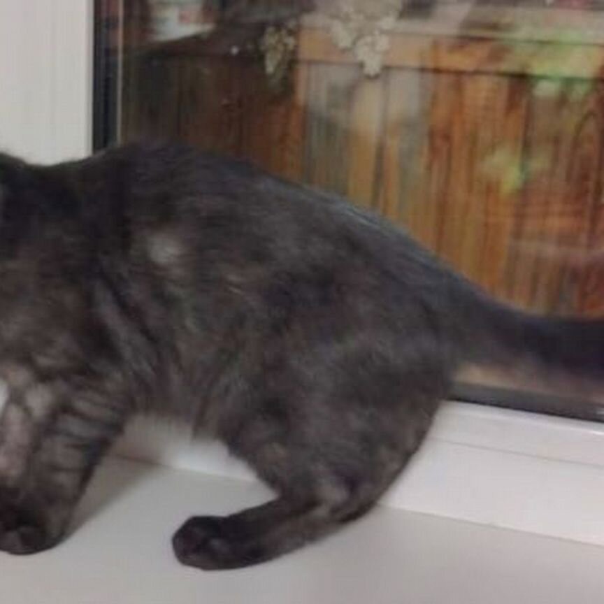 Котёнок шотландец