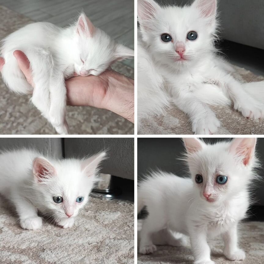 Отдам бесплатно двух девочек-красавиц