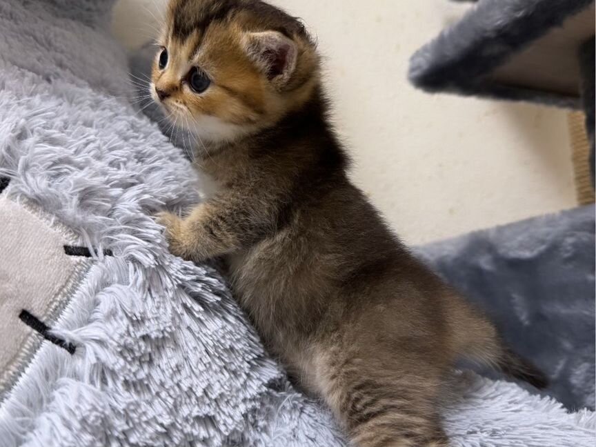 Шотландские тикированные котята