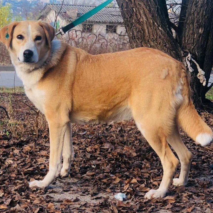 Русская гончая, взрослая собака