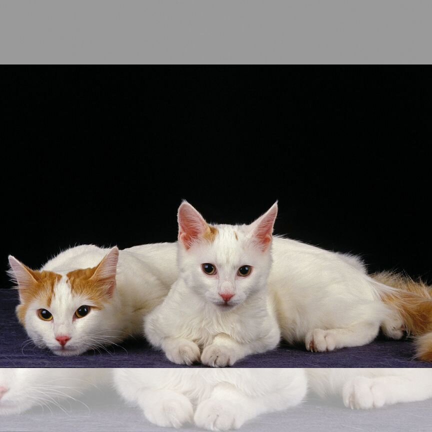 Турецкий ван котёнок