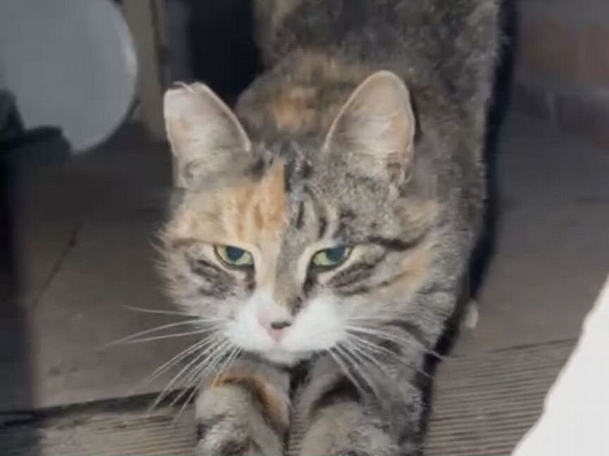 Неподражаемая Осень (кошка, 1,5 года)