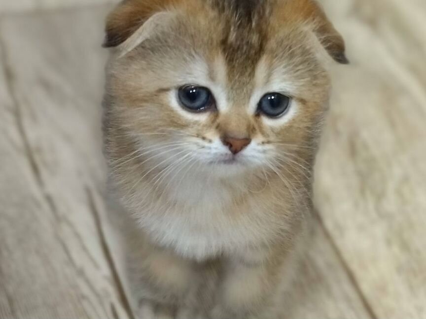 Шотландские котята драгоценных окрасов