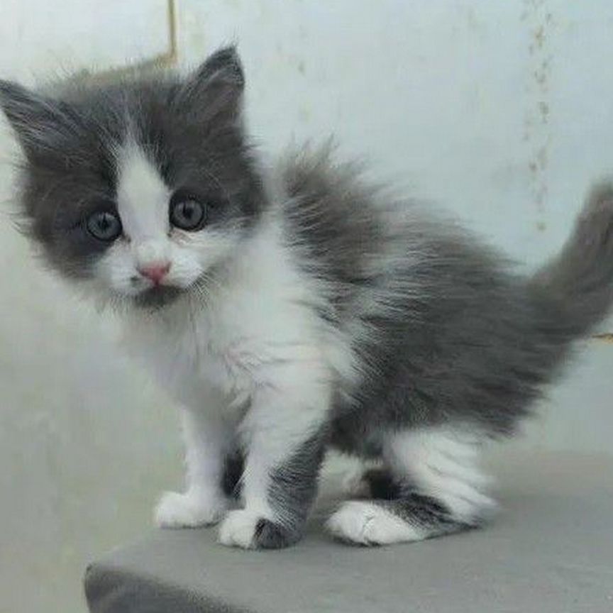 Вислоухий котёнок