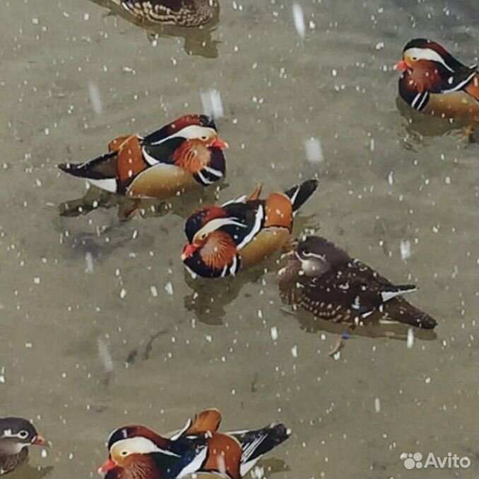 Декоративные утки (молодежь)