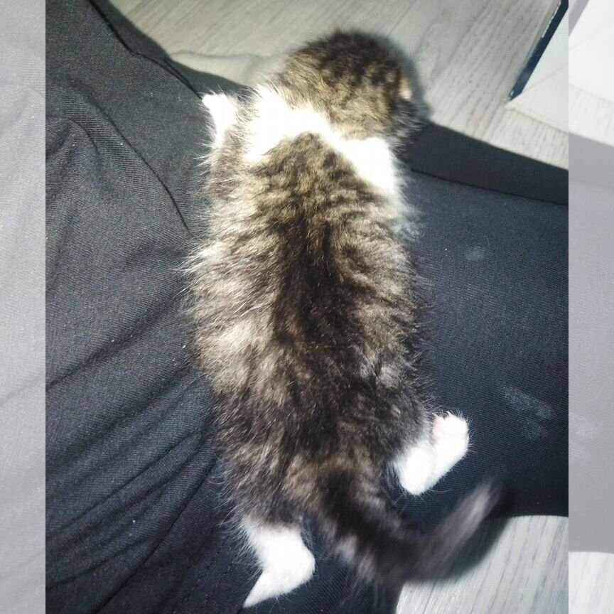 Котенок в добрые руки 1 месяц