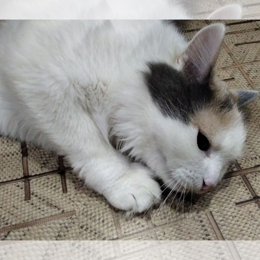 Взрослая, кошка в добрые руки