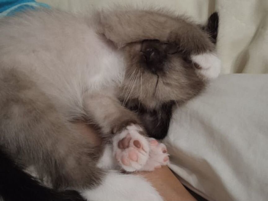 Котята в добрые руки мальчики и одна девочка