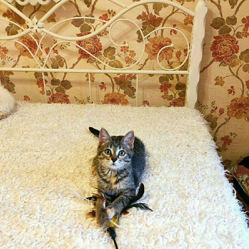 Котёнок - девочка