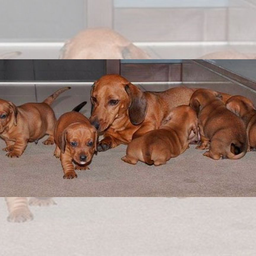 Такса, щенок