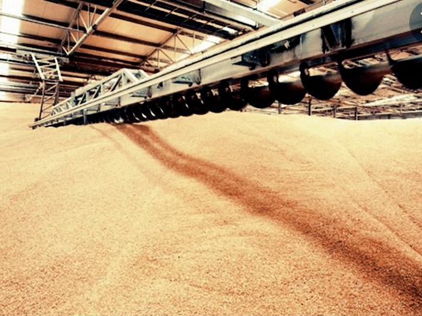 Пшеница яровая/озимая 2023