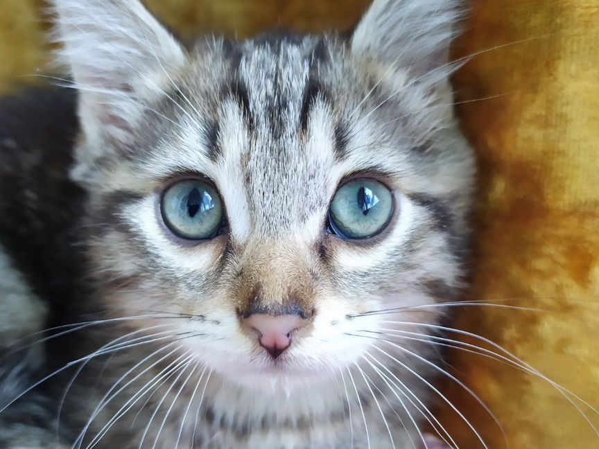 Котёнок скромняжка в хорошие руки