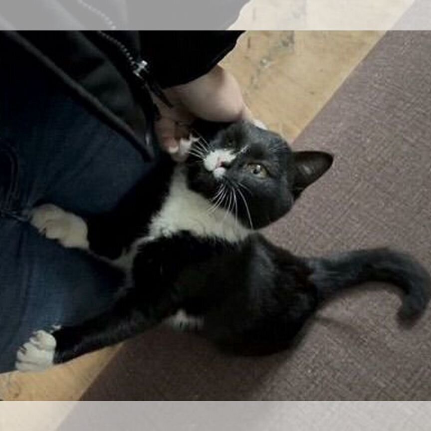 Котёнок в добрые руки