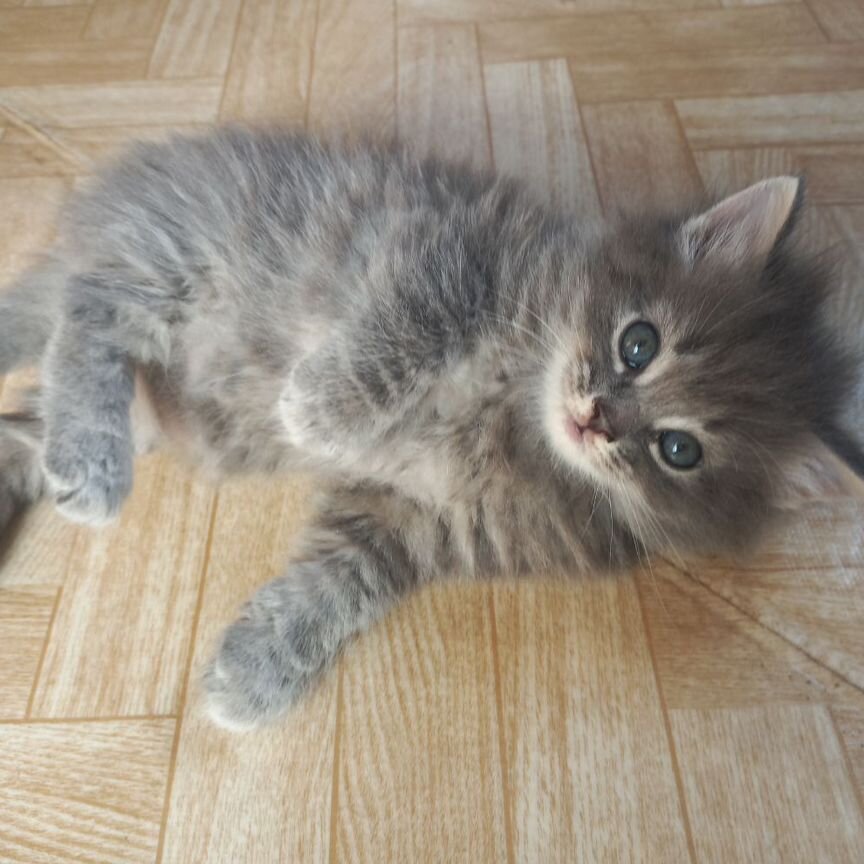 Котёнок от частного владельца