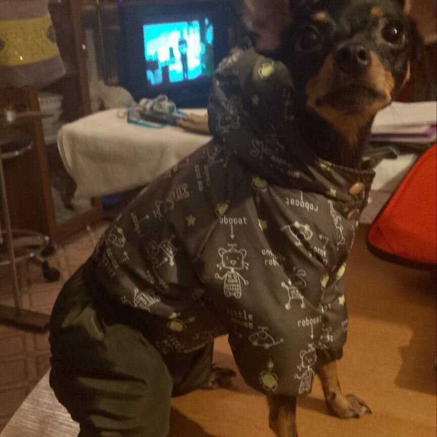 Продам той терьера девочка с паспортом