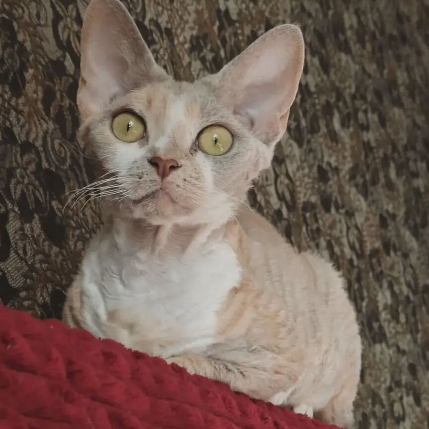 Девон-рекс, взрослая кошка