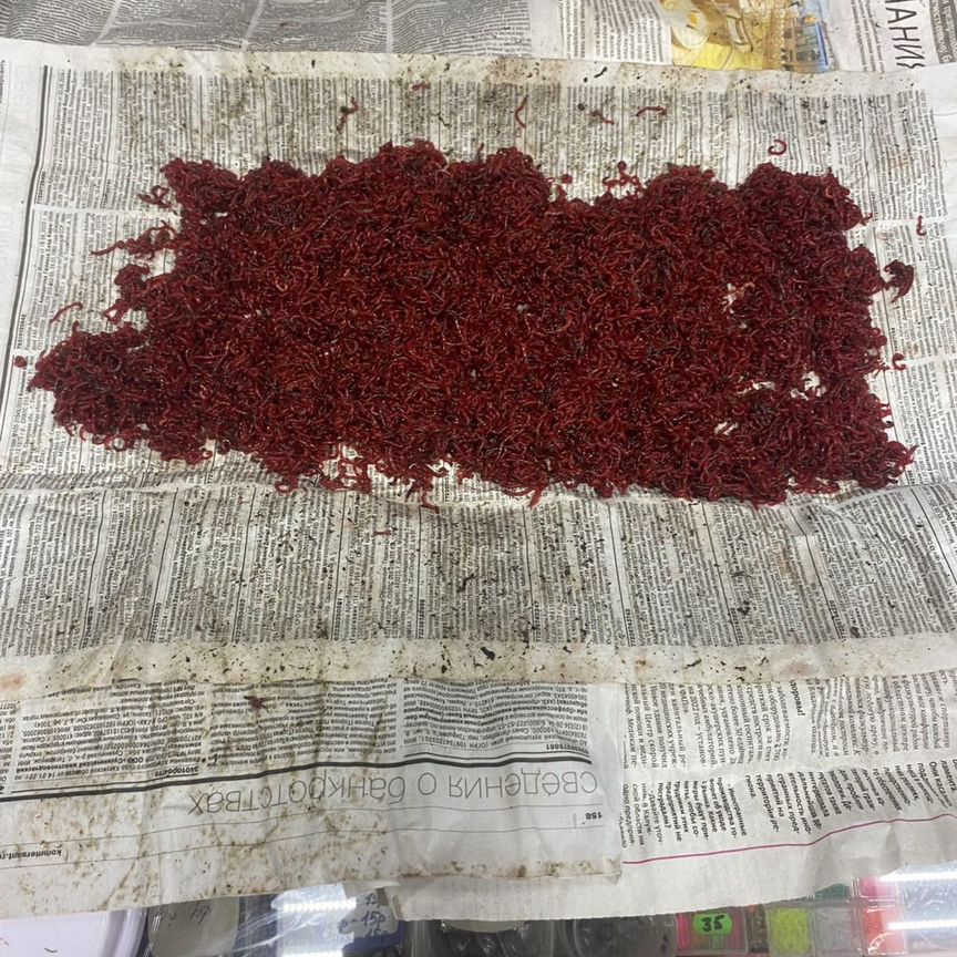 Мотыль уральский красный