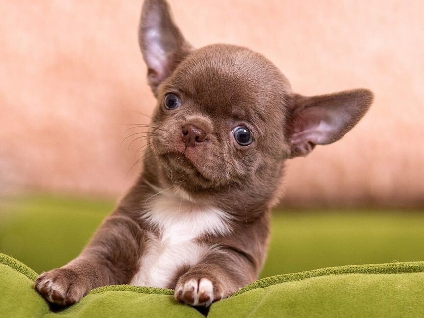 Лиловая красавица