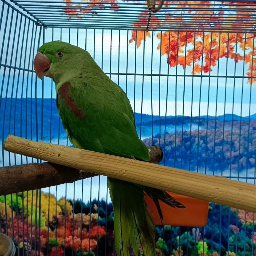 Александрийский попугай птенцы